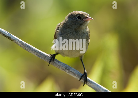 Warbler Finch (Certhidea fusca) Perched on ground Darwin Bay Genovesa ...