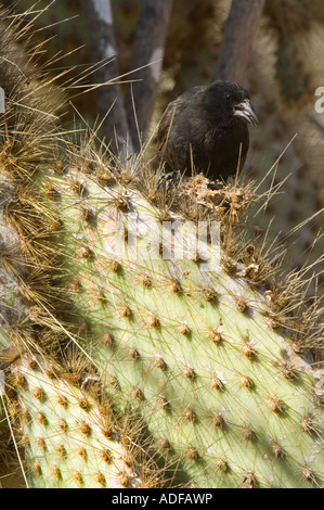 Galapagos Common Cactus Finch feeding on the cactus Stock Photo ...