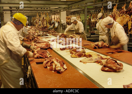 Processing Welsh Beef carcasses at St Merryn Foods abattoir Merthyr ...