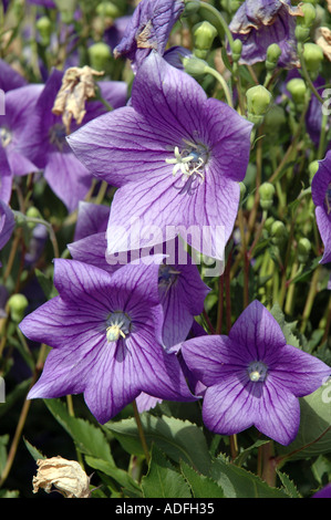 Platycodon grandiflorus Astra Blue, balloon flower Astra Blue, large ...