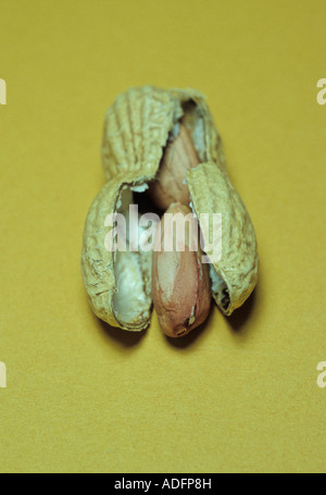 Still: Peanut with shell - opened Stock Photo - Alamy