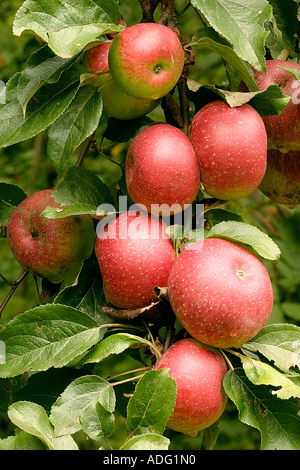 Apple Mora di Cuneo Italy Stock Photo - Alamy