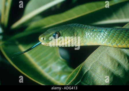 East African bush snake Philothamnus spp with forked tongue out Nairobi ...
