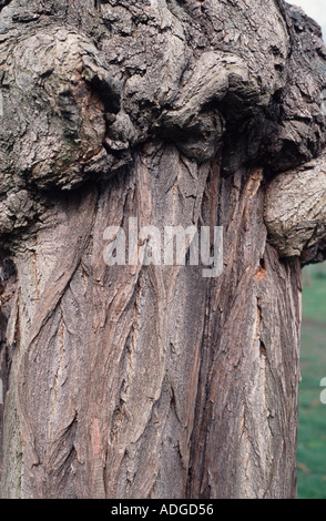 Gnarled and textured tree bark in a London Park England UK Stock Photo ...