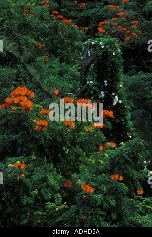 Philodendron and African Tulip trees near Hilo Big Island Hawaii USA ...