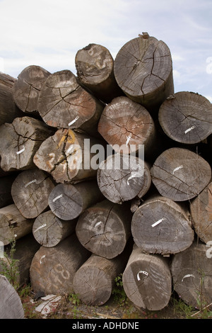 Stack of sawn timber with unsawn logs Cardiff Wales UK Stock Photo - Alamy