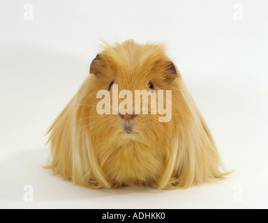 Coronet cavy, Guinea pig against white background Stock Photo - Alamy