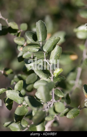 Desert Hackberry Celtis pallida Tucson Arizona United States 29 July ...