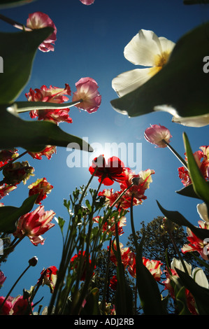 Worms eye view of a tulip garden Stock Photo - Alamy