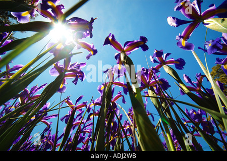 Iris prismatica in display garden a perennial herbs, growing from ...