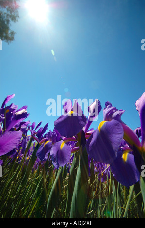 Iris prismatica in display garden a perennial herbs, growing from ...