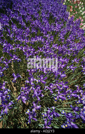 Iris prismatica in display garden a perennial herbs, growing from Stock ...