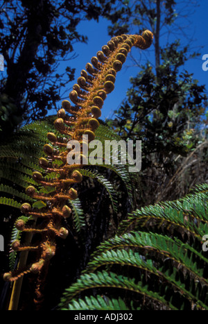 ʻAmaʻu (Sadleria cyatheoides Stock Photo - Alamy