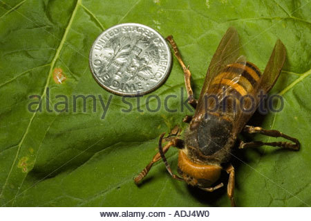 The Asian giant hornet (Vespa mandarinia), including the subspecies ...