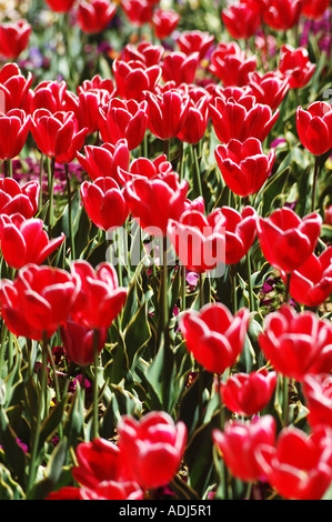 Bulb garden with pretty pink tulips flowering and blooming Stock Photo ...