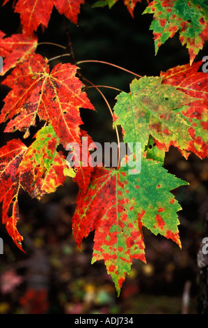 Orange maple leaves in the forest, autumn sun Stock Photo - Alamy