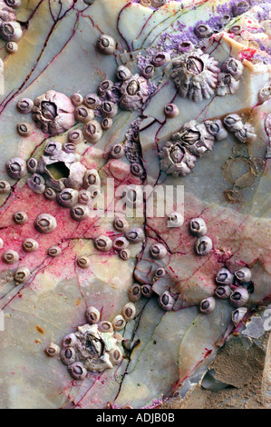 COLONY OF BARNACLES ON ROCK -CLOSE UP Stock Photo - Alamy