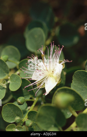 Close up shot of Caper Flowers in Milos, Greece Stock Photo - Alamy