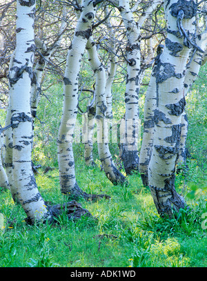 Twisted Aspen trunks in Steens Mountain Oregon Stock Photo - Alamy