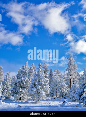 Snow covered trees and bushes Stock Photo - Alamy