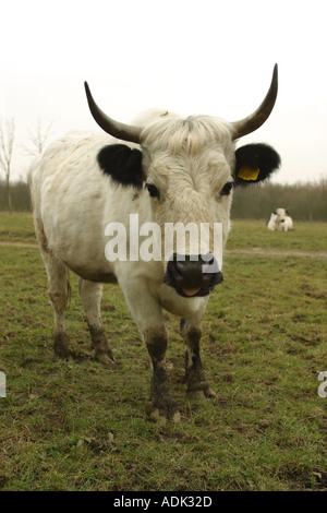 Vaynol a rare breed of cattle Stock Photo - Alamy