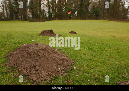 mole hills on golf course Stock Photo - Alamy