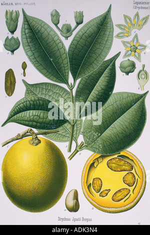 St. Ignatius bean, Strychnos ignatii. Handcoloured lithograph by ...