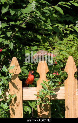 Cardinal and Garden Scene Stock Photo - Alamy