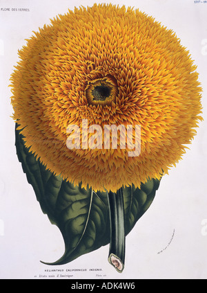 Helianthus californicus, sunflower Stock Photo - Alamy