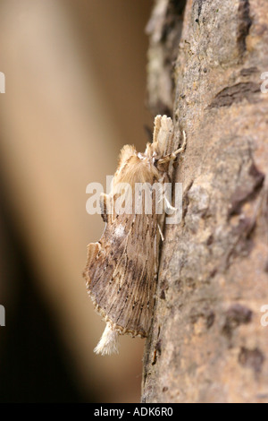 A Pale Prominent Caterpillar (Pterostoma palpina) perched and feeding ...