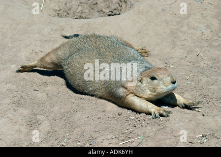 An obese Black-tailed prairie dog (Cynomys ludovicianus) feeding on ...