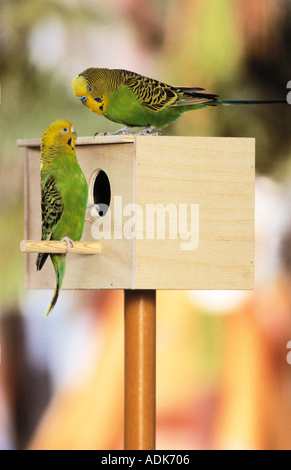 Budgies, pair at nesting box, budgerigar (Melopsittacus undulatus Stock ...