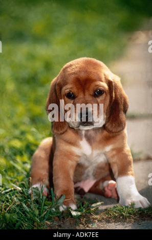 half breed dog - puppy sitting Stock Photo - Alamy