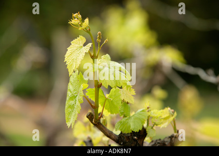 Spring. Grape vine with a bud. New growth budding out from grapevine ...