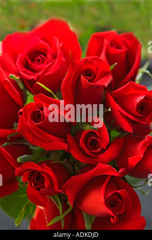 A close-up of red roses on a black background Stock Photo - Alamy