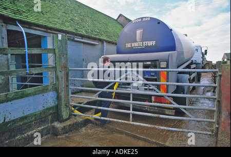 dairy lorry milk tanker farm farms farming cattle cow cows dairy Stock ...