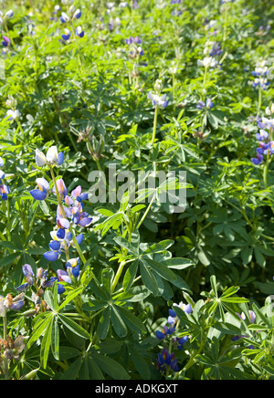 tarwi (Lupinus mutabilis Stock Photo - Alamy