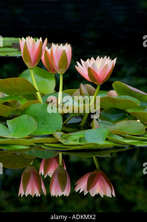 Water Lily - (Colorado). Hughes Water Gardens. Oregon Stock Photo - Alamy