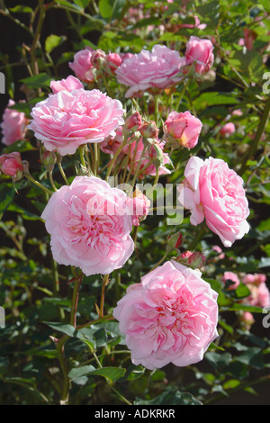 Rosa. Shrub Rose 'Felicia' flower Stock Photo - Alamy