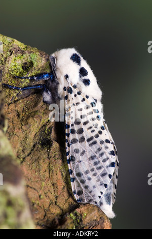 Leopard moth, Zeuzera pyrina, on a white wall Stock Photo - Alamy