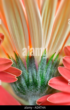 Pink gerbera daisy flower macro shot in white background Stock Photo ...