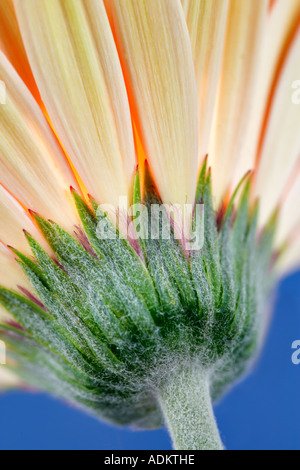 Pink gerbera daisy flower macro shot in white background Stock Photo ...