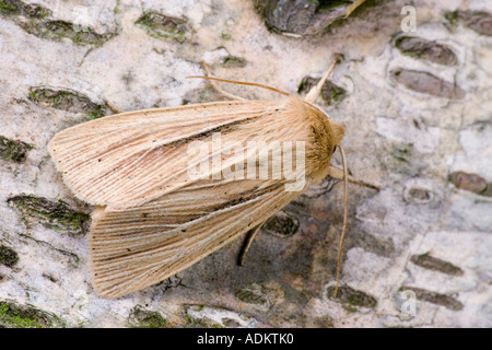 Smoky Wainscot (Mythimna impura Stock Photo - Alamy