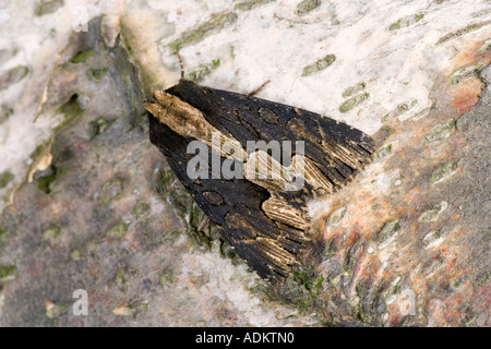 Bird's wing moth (Dypterygia scabriuscula) resting on moss. The species ...