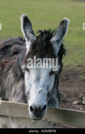 Donkey looking over a farm gate Stock Photo - Alamy