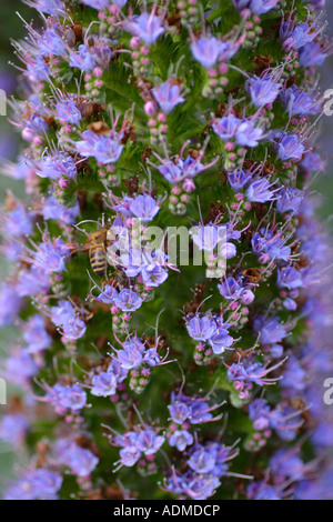 Close up of flowers on a pickerel weed (pontederia cordata) plant Stock ...