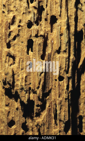 death-watch beetle (Xestobium rufovillosum), on a plank, Germany Stock ...