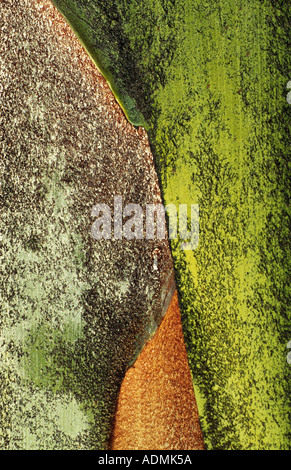 Closeup shot of house plants/green palm decor tree during the daylight ...