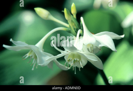 Amazon lily (Eucharis amazonica), blooming Stock Photo - Alamy