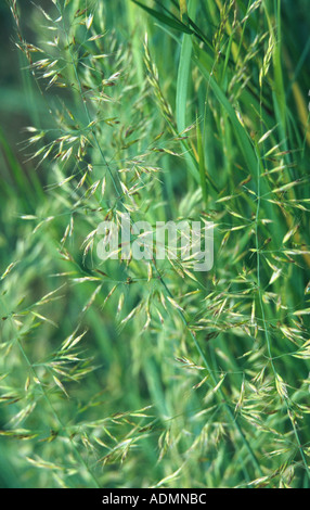 yellow oat-grass, yellow oats (Trisetum flavescens), inflorescence ...